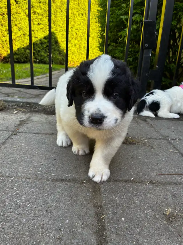 Chiots Terre-Neuve | Dogs & Puppies for Rehoming | Lanaudière | Free ...