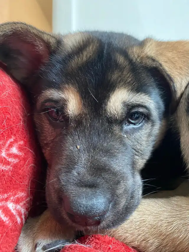 Husky Mix 10 Week old male | Dogs & Puppies for Rehoming | Ottawa ...