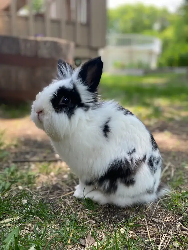 Lily's Bunny Barn- YouTube | Small Animals for Rehoming | Winnipeg ...