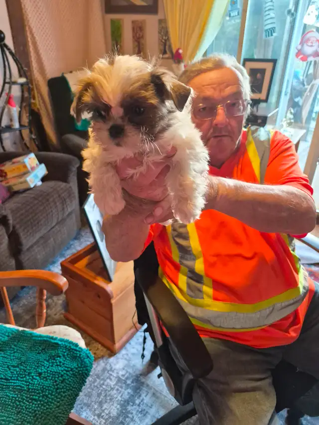 Sweet and loveable | Dogs & Puppies for Rehoming | Chatham-Kent | Free ...