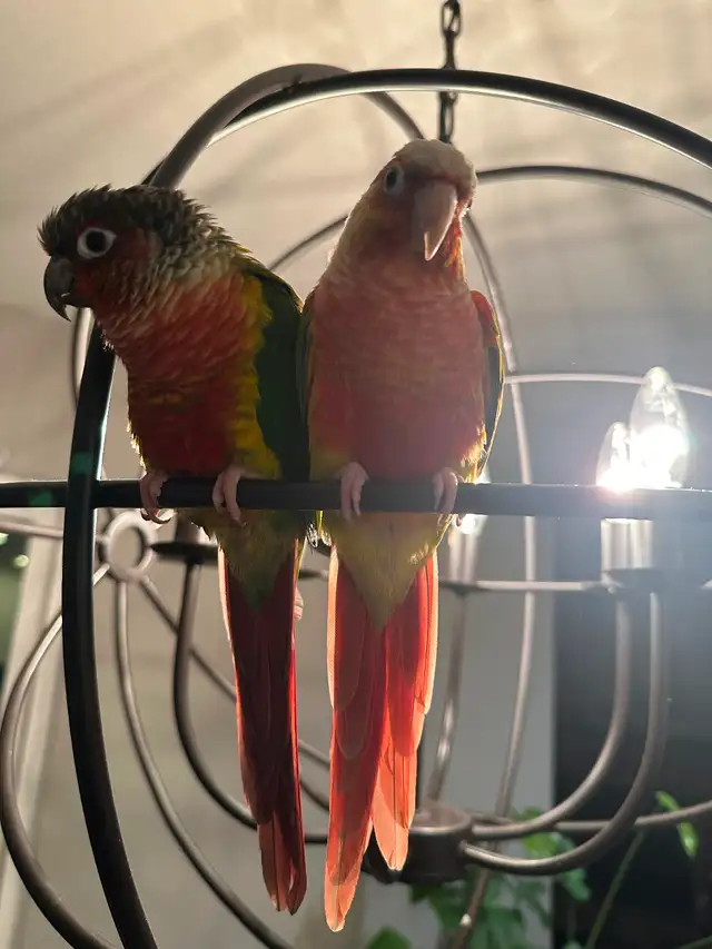 Beautiful Conures | Birds for Rehoming | Vancouver | Free local ...