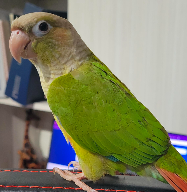 Conure de mutation ananas | Birds for Rehoming | Granby | Free local ...