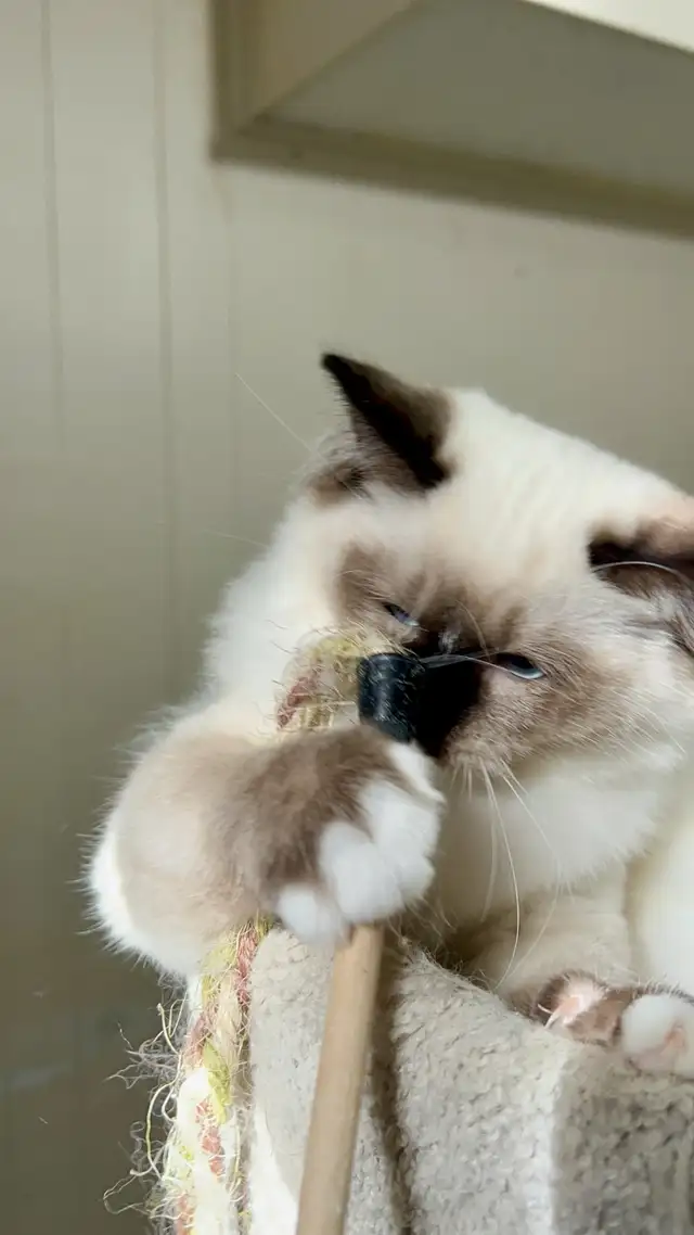 Female Ragdoll Blue Eyed -Seal Point Ragdoll Mix available | Cats ...