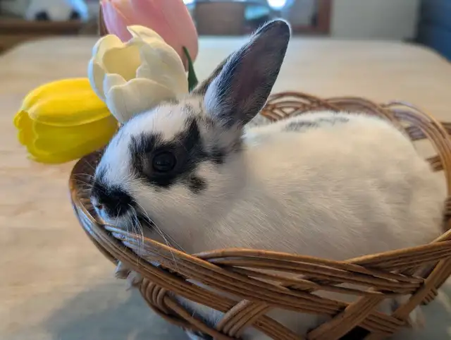 Pixie Rex (4 females) Rabbits | Small Animals for Rehoming | West ...