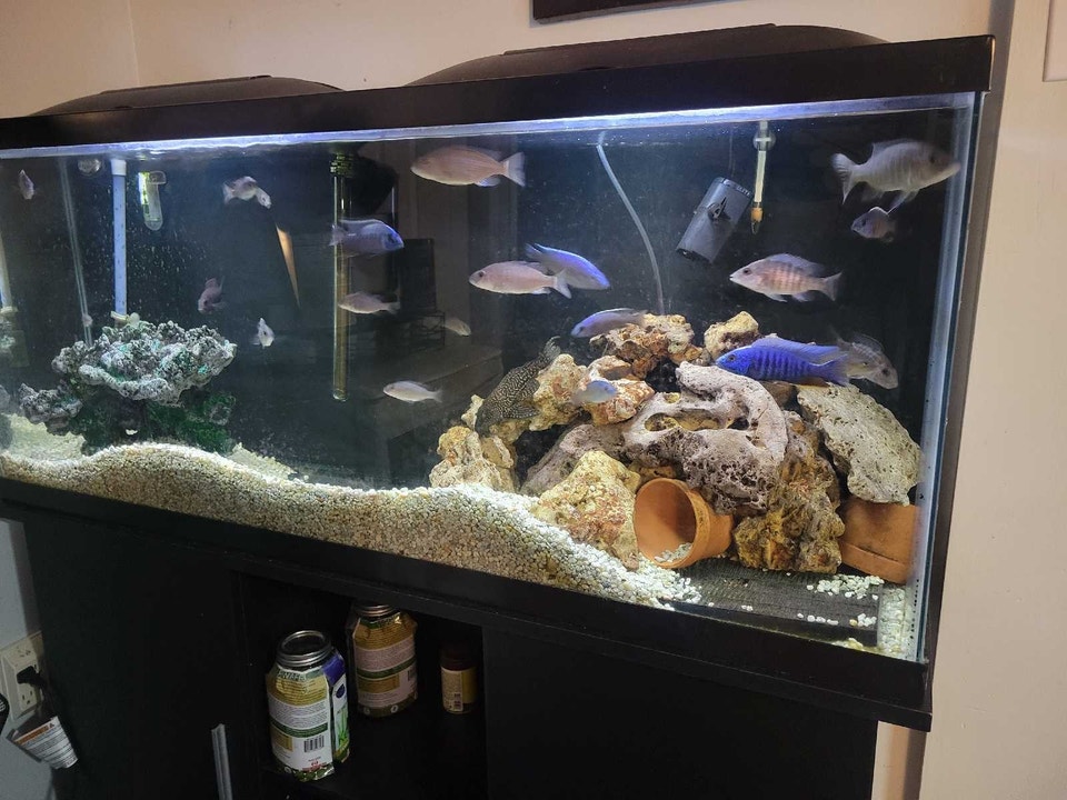 full Aquarium | Fish for Rehoming | Oakville / Halton Region | Free ...