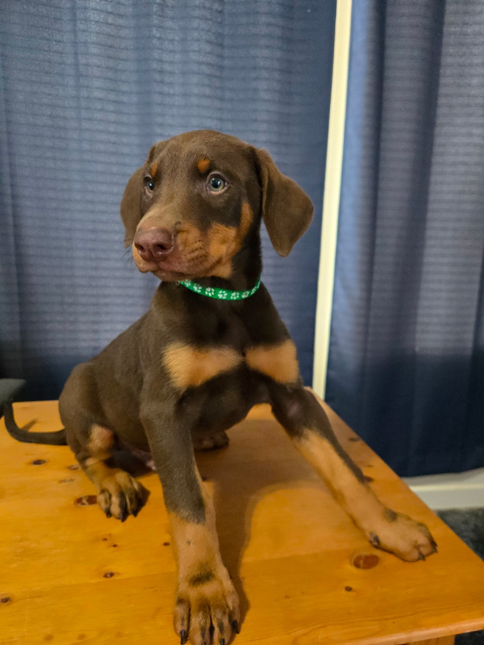 Doberman puppy | Dogs & Puppies for Rehoming | Québec City | Free local ...