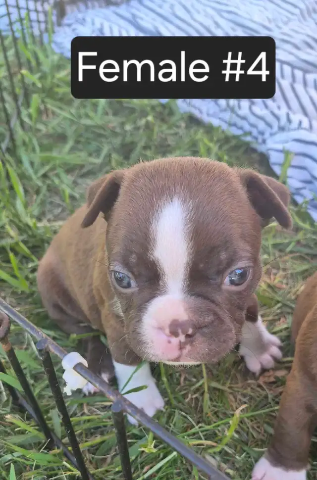 Female boston terrier puppies | Dogs & Puppies for Rehoming | Trenton ...