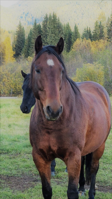 Super nice, well trained 14y old Thoroughbred Cross Gelding | Horses ...