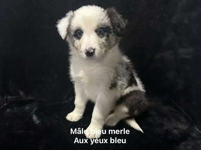 Chiot Berger Shetland x Berger Australien | Dogs & Puppies for Rehoming ...