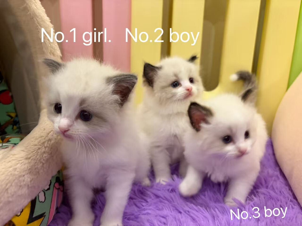 ~~ Doll face ragdoll kittens ready now ~~ | Cats & Kittens for Rehoming ...