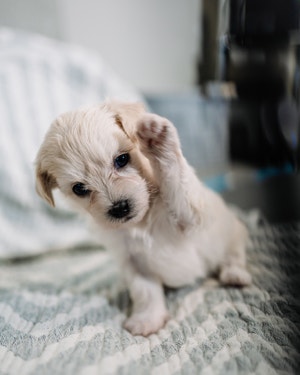 687 Listings | Adopt Dogs & Puppies Locally in Calgary | Pets | Kijiji ...