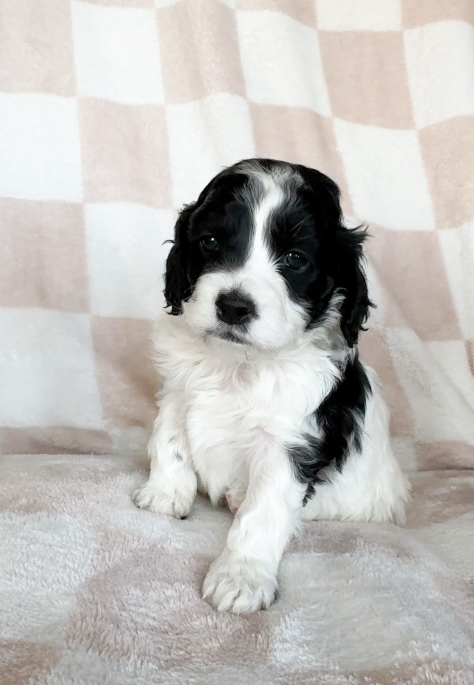 Cockapoo Puppies | Dogs & Puppies for Rehoming | Grande Prairie | Free ...