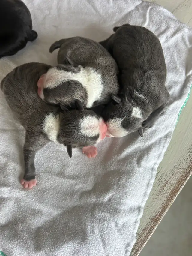 2026 Boston Terrier puppies !!! Only 1 LEFT ! | Dogs & Puppies for ...