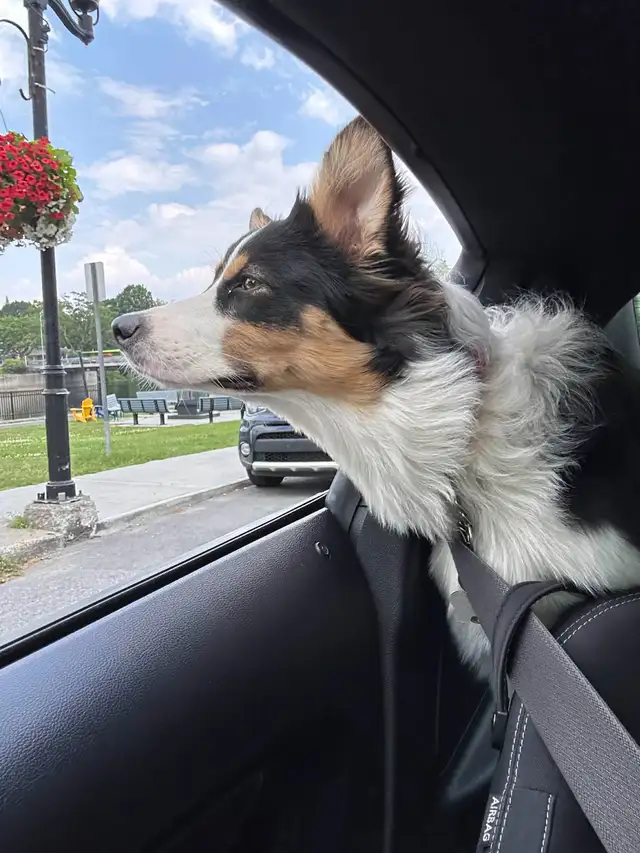 Berger Australien | Dogs & Puppies for Rehoming | Granby | Free local ...