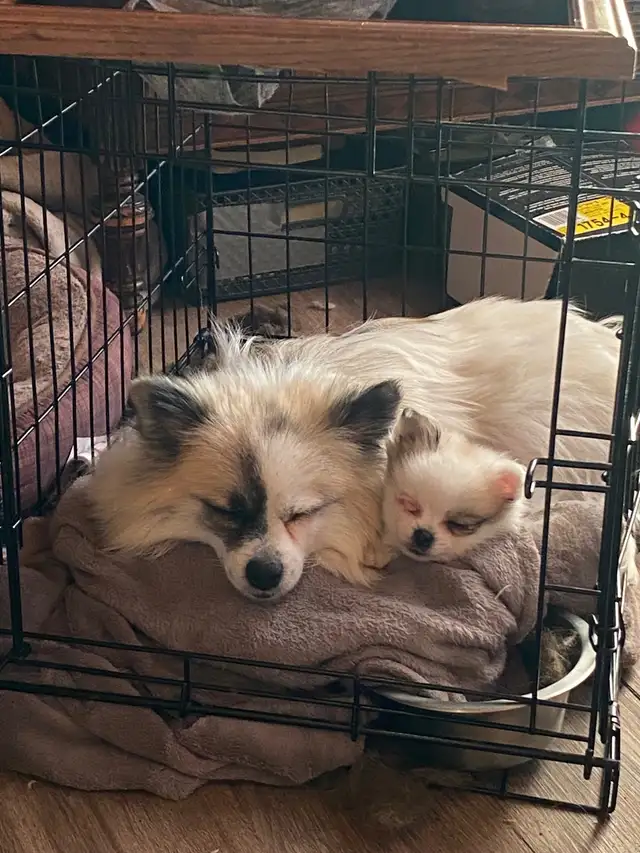 ONE POMSKY PUPPY | Dogs & Puppies for Rehoming | Thunder Bay | Free ...