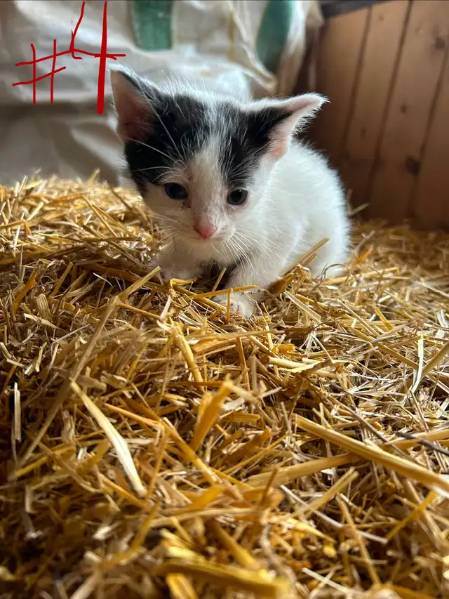 Kittens Ready to Go / Tentatively spoken for | Cats & Kittens for ...