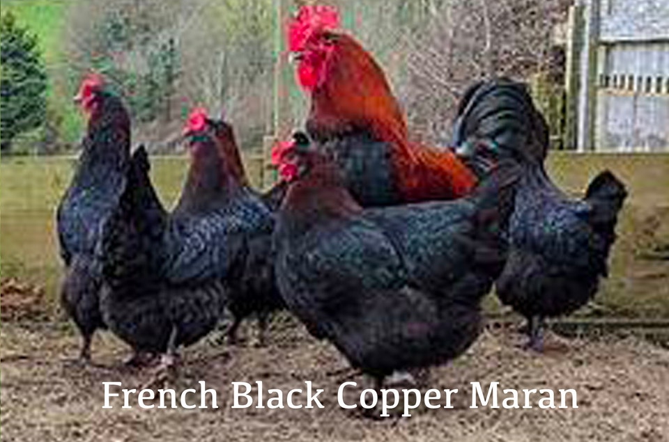FRENCH BLACK COPPER MARAN CHICKENS | Livestock | Peterborough | Free ...