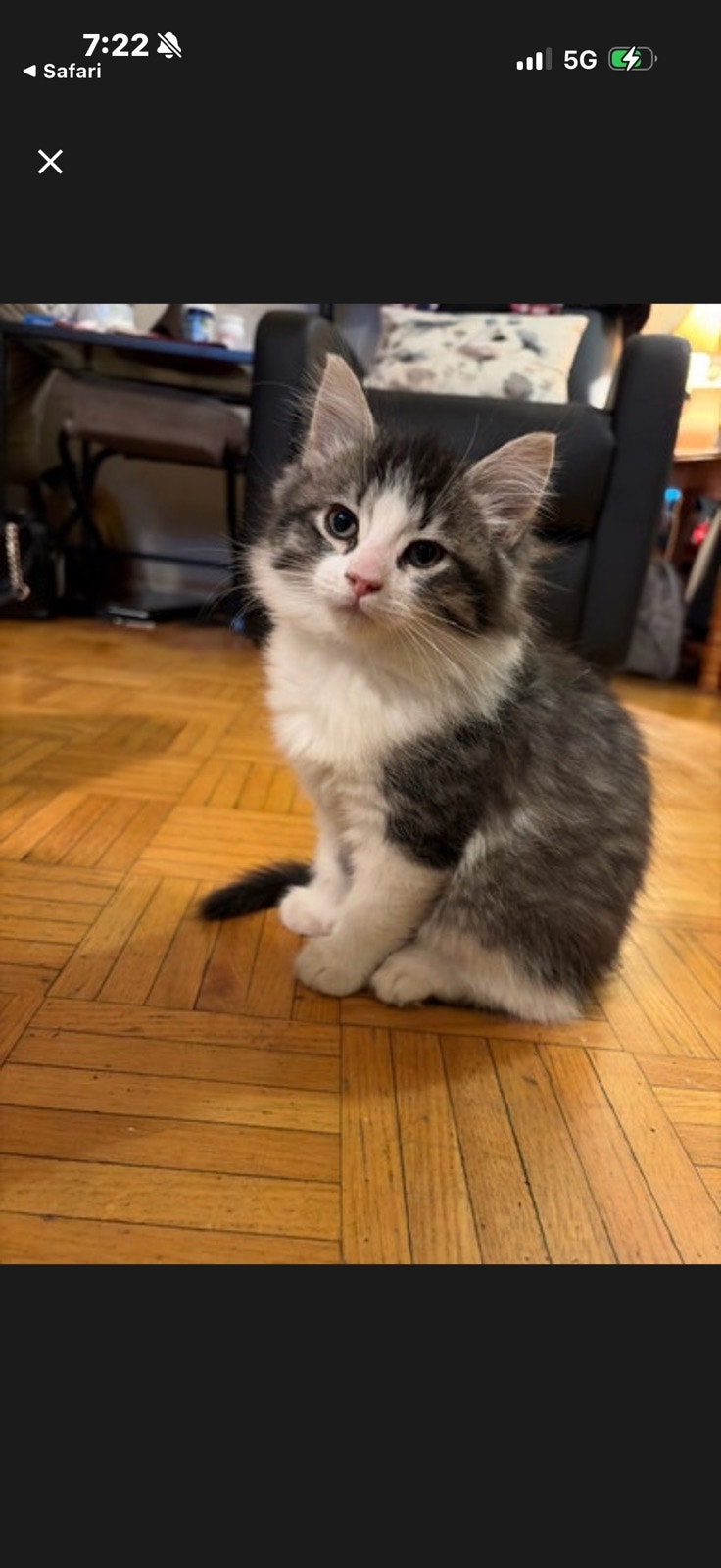 9 week old kitten ( female ) | Cats & Kittens for Rehoming ...