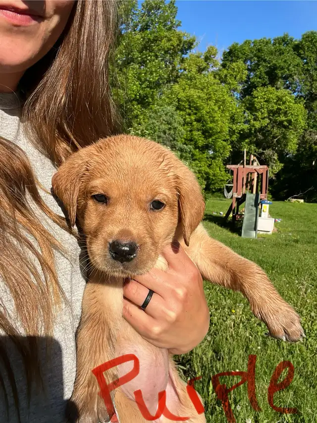 Retriever/Lab puppies GIRLS ONLY | Dogs & Puppies for Rehoming ...