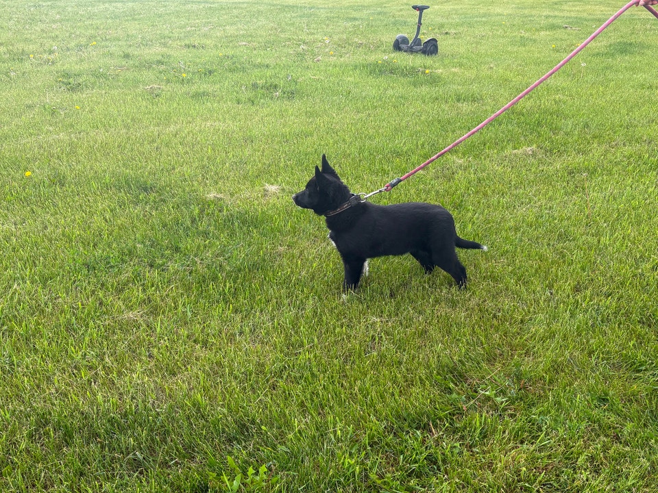 Mini Heeler Hanging Tree Puppies | Dogs & Puppies for Rehoming ...