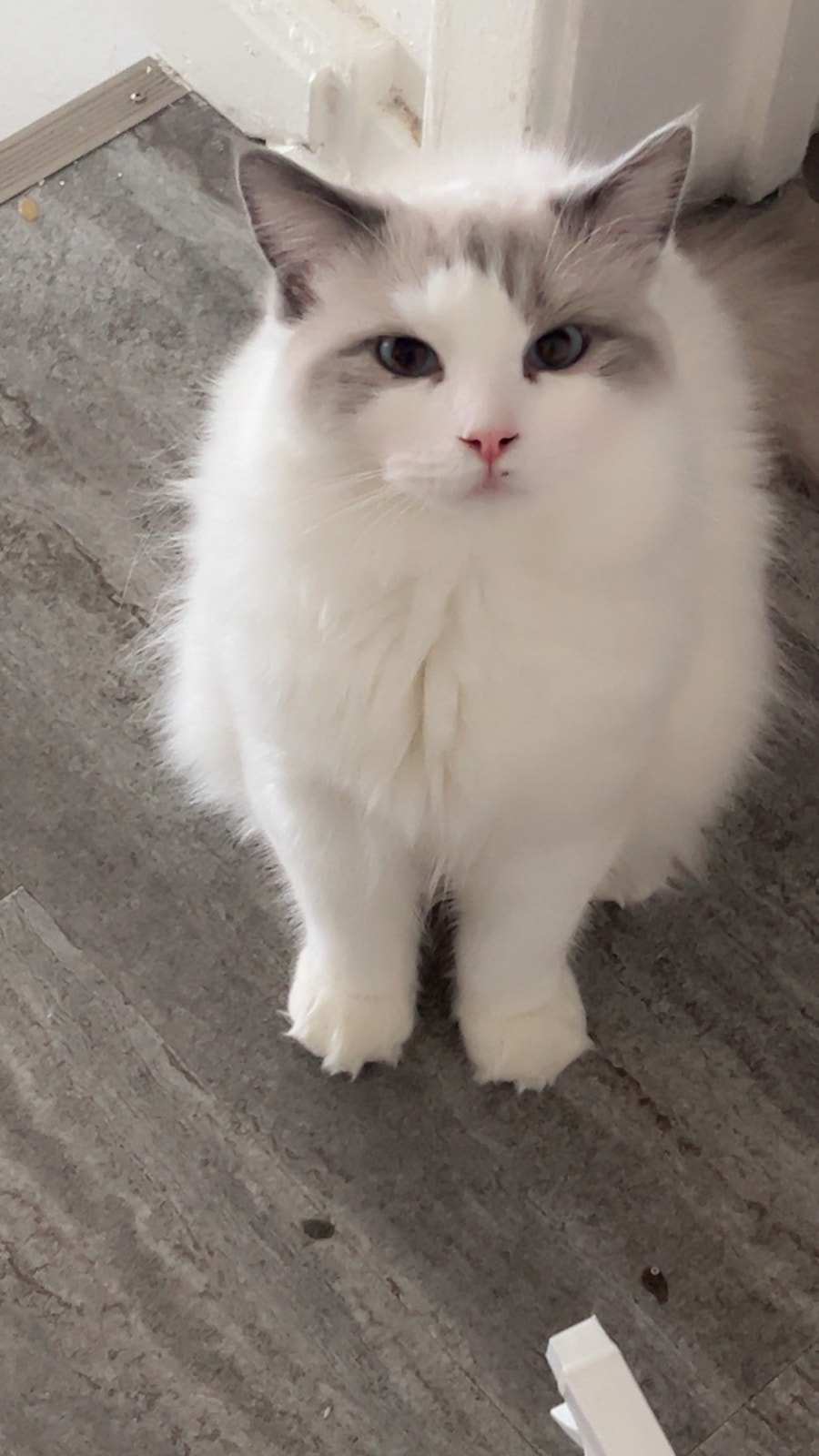 Fluffy Ragdoll-Type Kitten “Snowy” – 9 Months Old, Vaccinated & | Cats ...