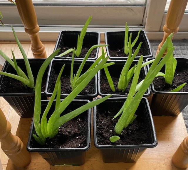 Aloe Vera plants | Free Stuff | City of Halifax | Free local ...