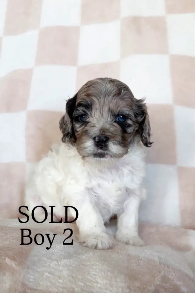 Cockapoo Puppies | Dogs & Puppies for Rehoming | Grande Prairie | Free ...