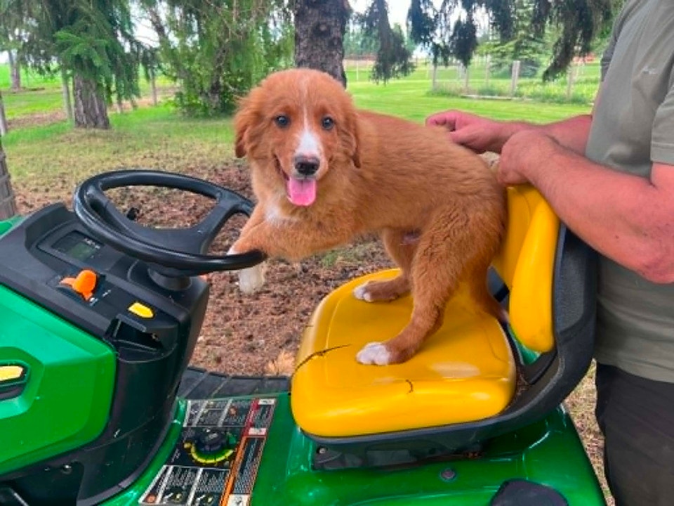 Nova Scotia Duck Toller Retriver | Dogs & Puppies for Rehoming | St ...