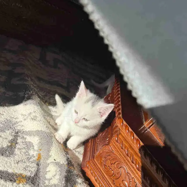 Chaton blanc 7 semaines | Cats & Kittens for Rehoming | City of ...