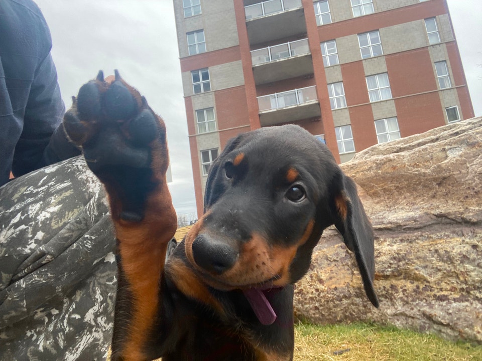 Beautiful Doberman Female, Belle Femelle Doberman | Dogs & Puppies for ...