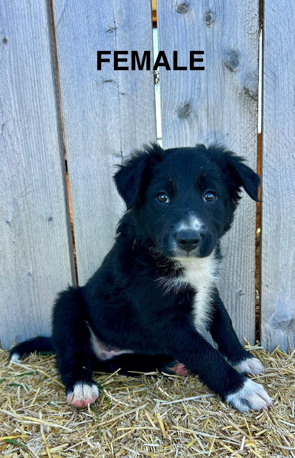 Purebred border collie, puppies | Dogs & Puppies for Rehoming ...