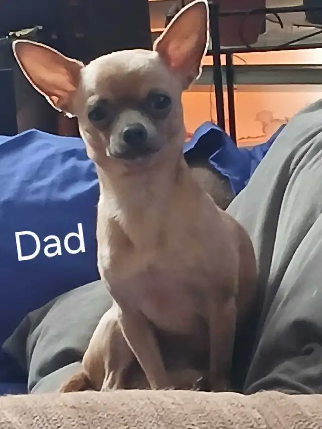 Chihuahua Female Puppy | Dogs & Puppies for Rehoming | Edmonton | Free ...