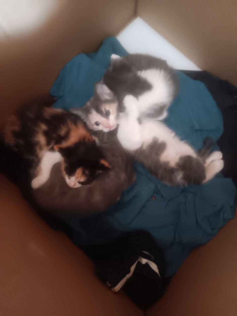 Adorables chatons à vendre! | Cats & Kittens for Rehoming | St-Georges ...