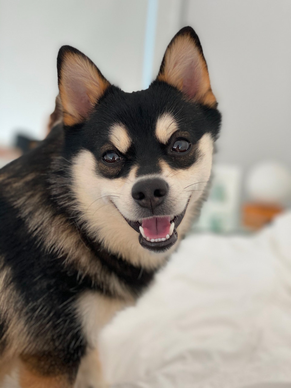 Pomsky dog for rehoming (free) | Dogs & Puppies for Rehoming | City of ...