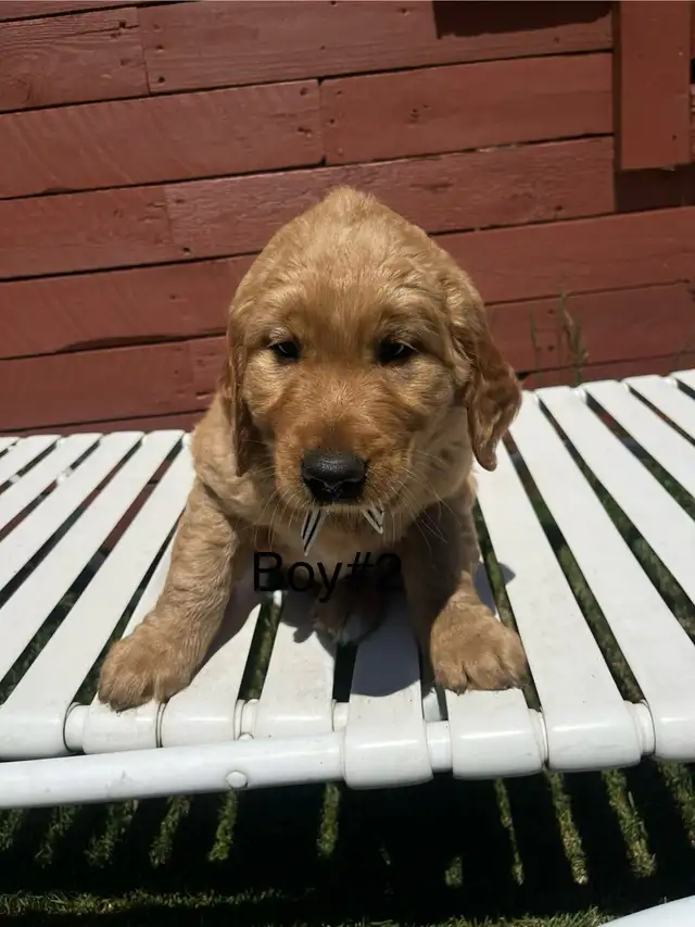 Pure Golden Retriever Puppies for Sale!! | Dogs & Puppies for Rehoming ...