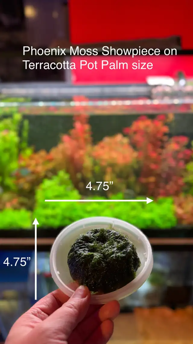 Phoenix Moss Fissidens fontanus Low Light Easy Live Fish Plants | Fish ...