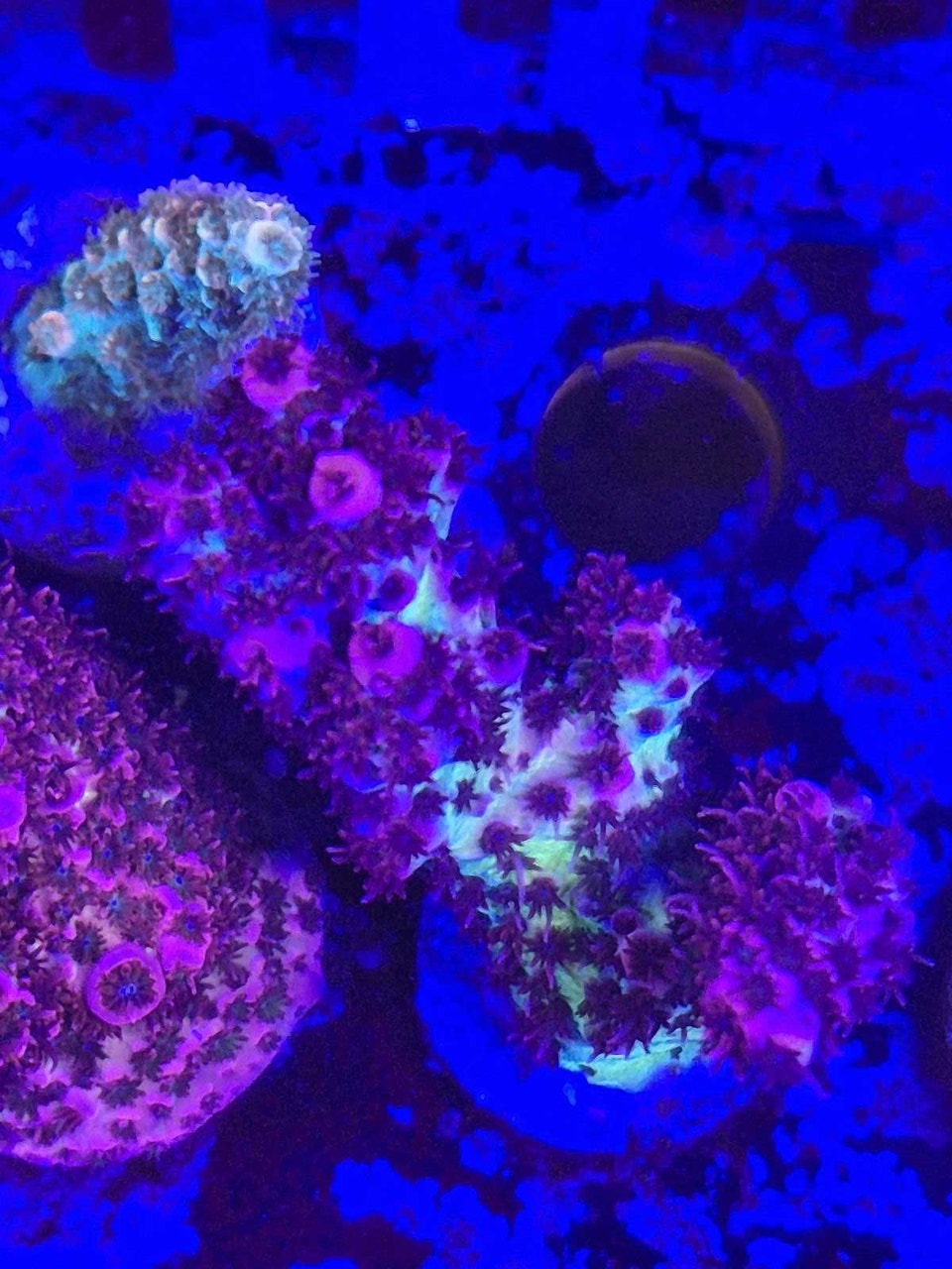 XL Red Planet Acropora coral frag saltwater | Livestock | Calgary ...