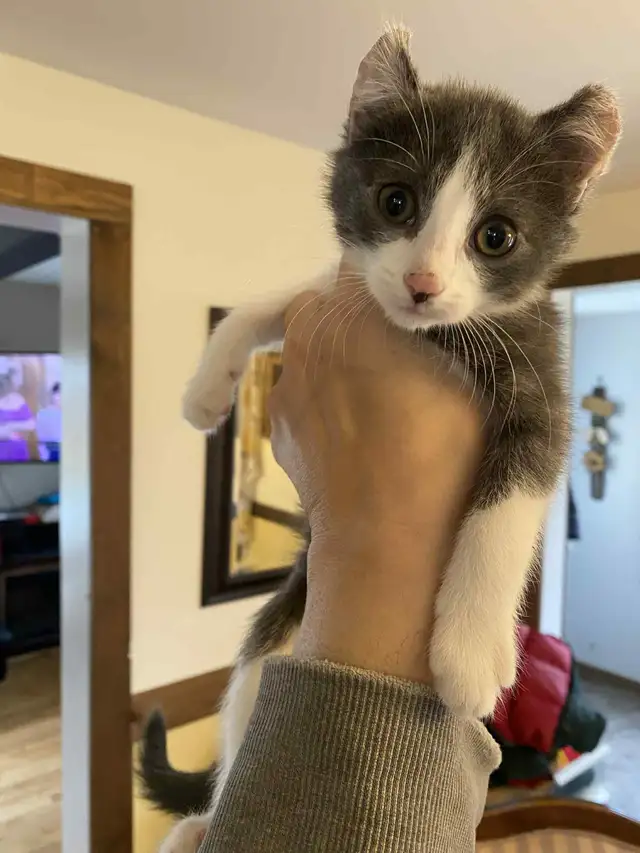 4 have found their forever home, 1 PPU | Cats & Kittens for Rehoming ...