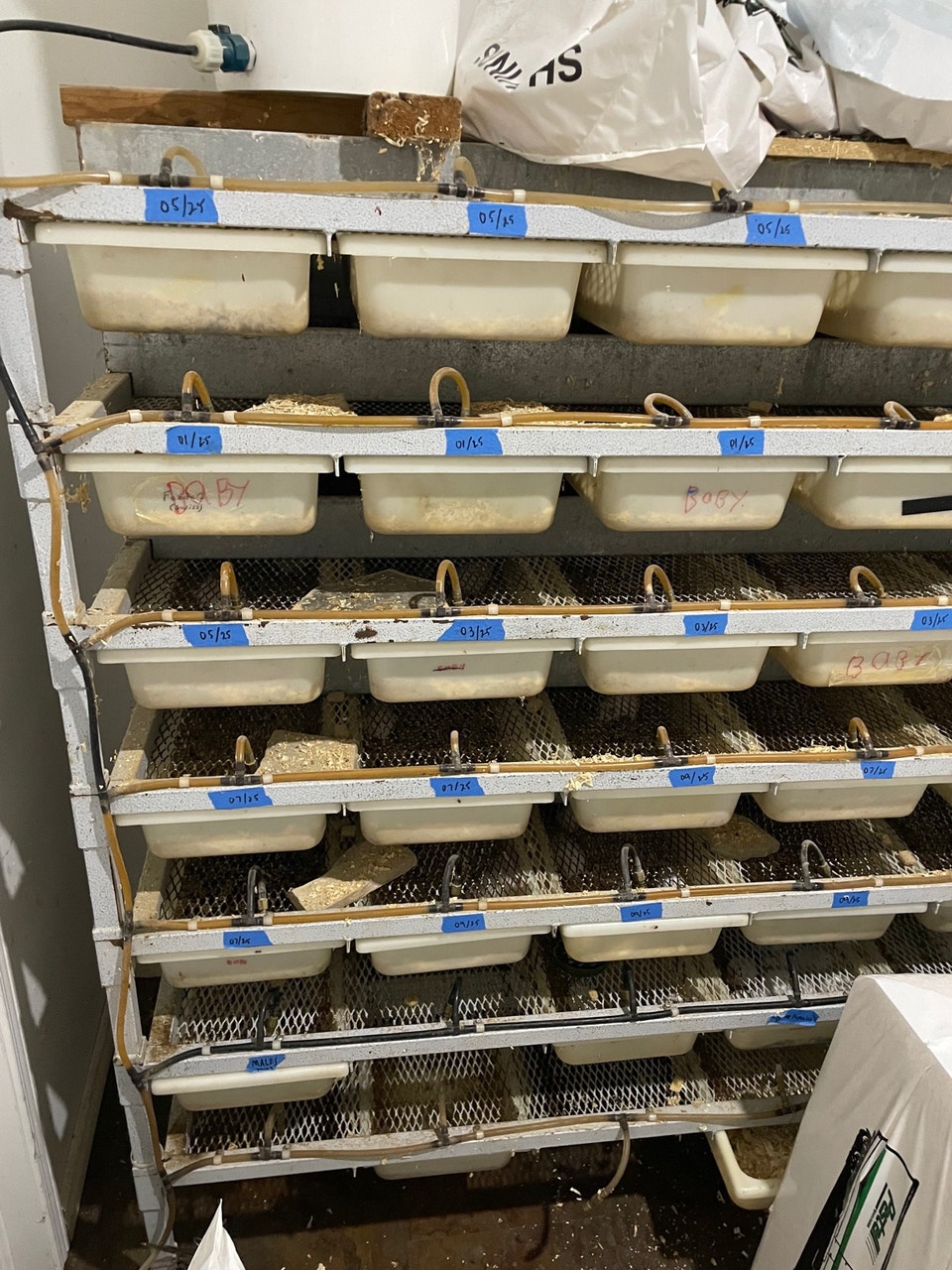 Freedom breeder mouse/ASF breeding rack | Reptiles & Amphibians for ...