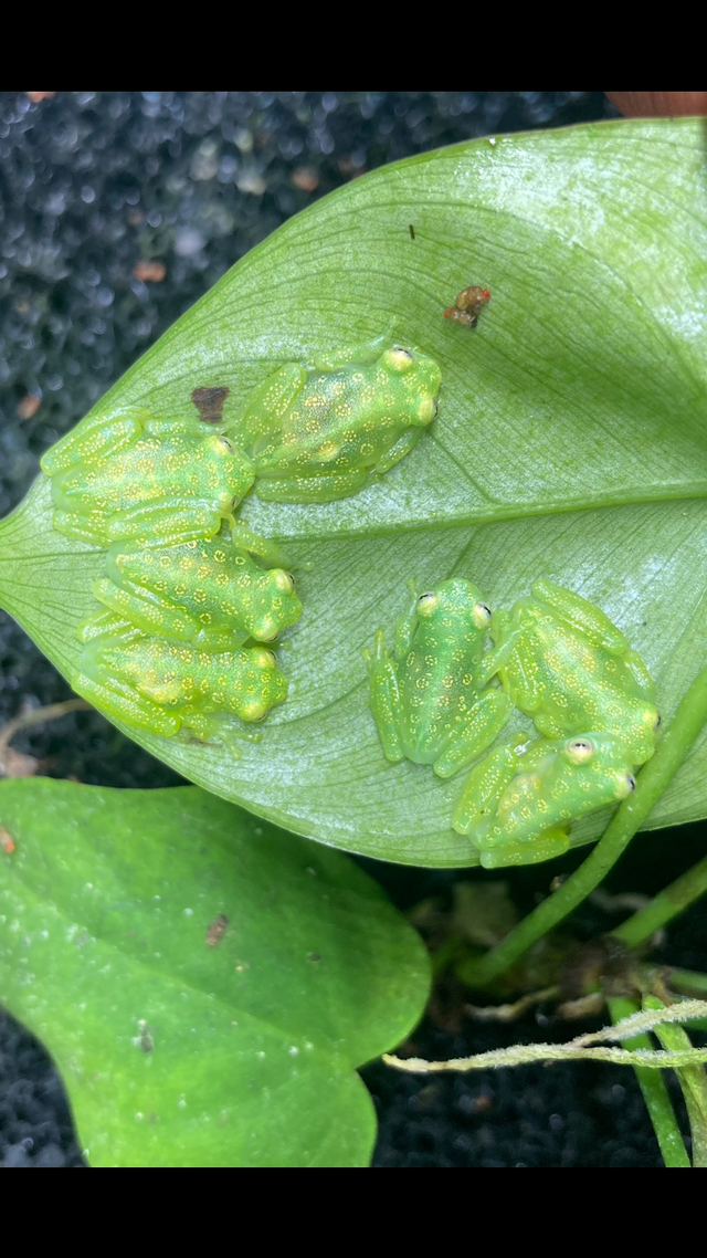 CB Reticulated Glass Frogs (Hyalinobatrachium valerioi) | Reptiles ...