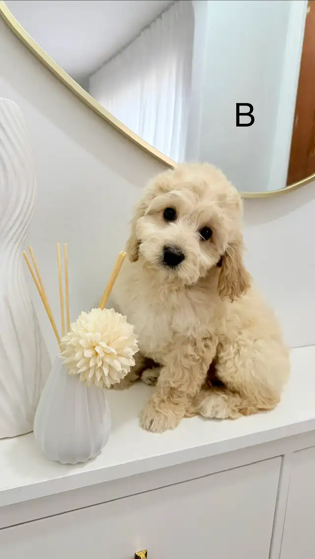 Mini Cockapoo puppies (ONLY 1 BOY AND 1 GIRL LEFT) | Dogs & Puppies for ...