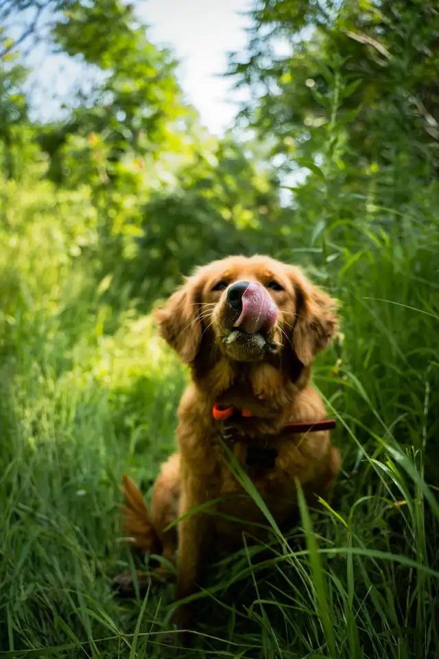 Purebred Red Golden Retriever Puppies | Dogs & Puppies for Rehoming ...