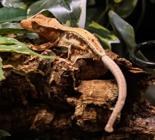 Lilly White Tri Color Crested Gecko | Reptiles & Amphibians for ...