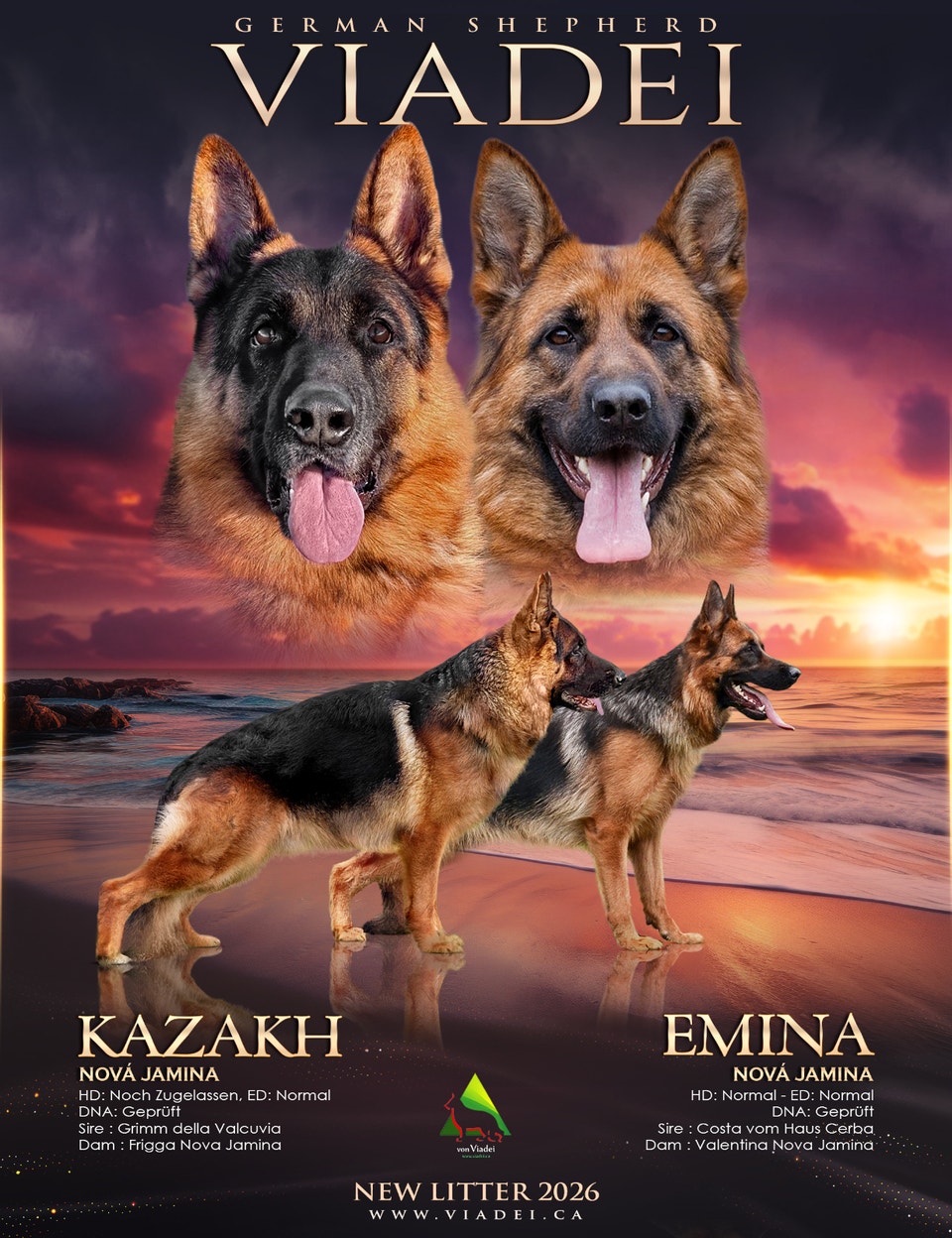 Premium German Shepherd Puppies – CKC Registered | Dogs & Puppies for ...