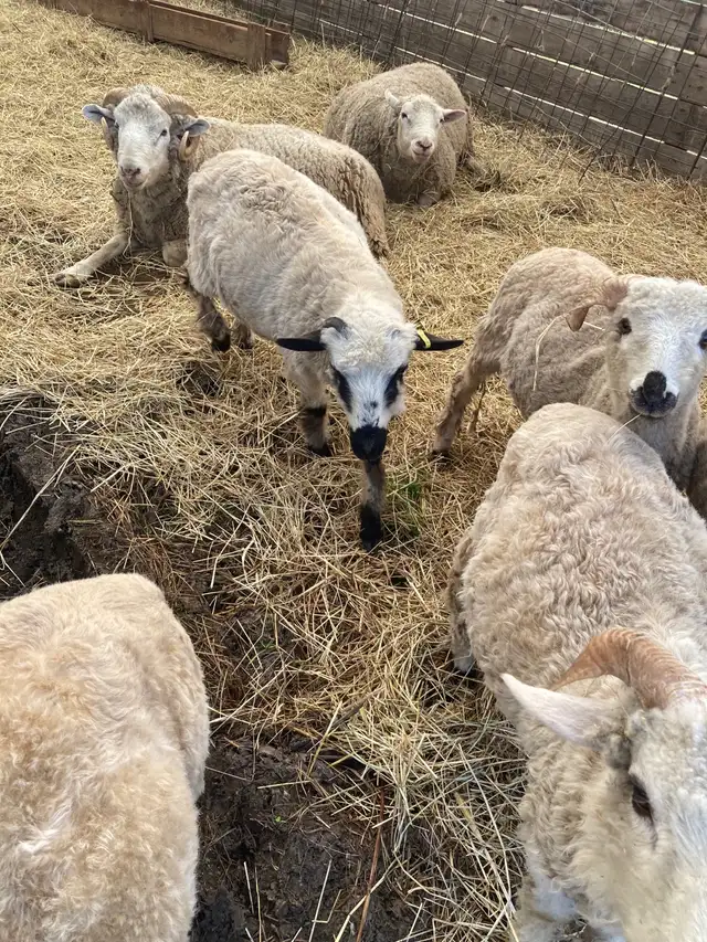 Friendly Valais Blacknose Cross Wether Sheep - Pets / Livestock ...