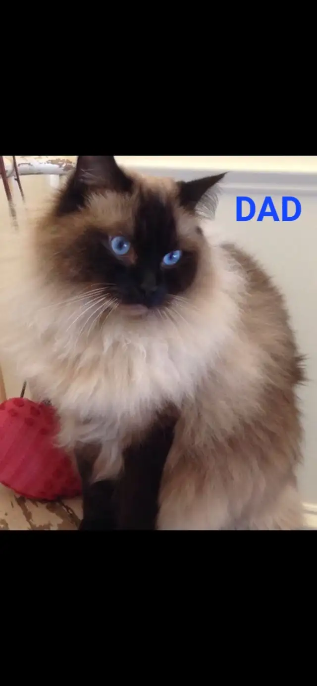 Himalayan/ragdoll mix kittens 2 males available | Cats & Kittens for ...
