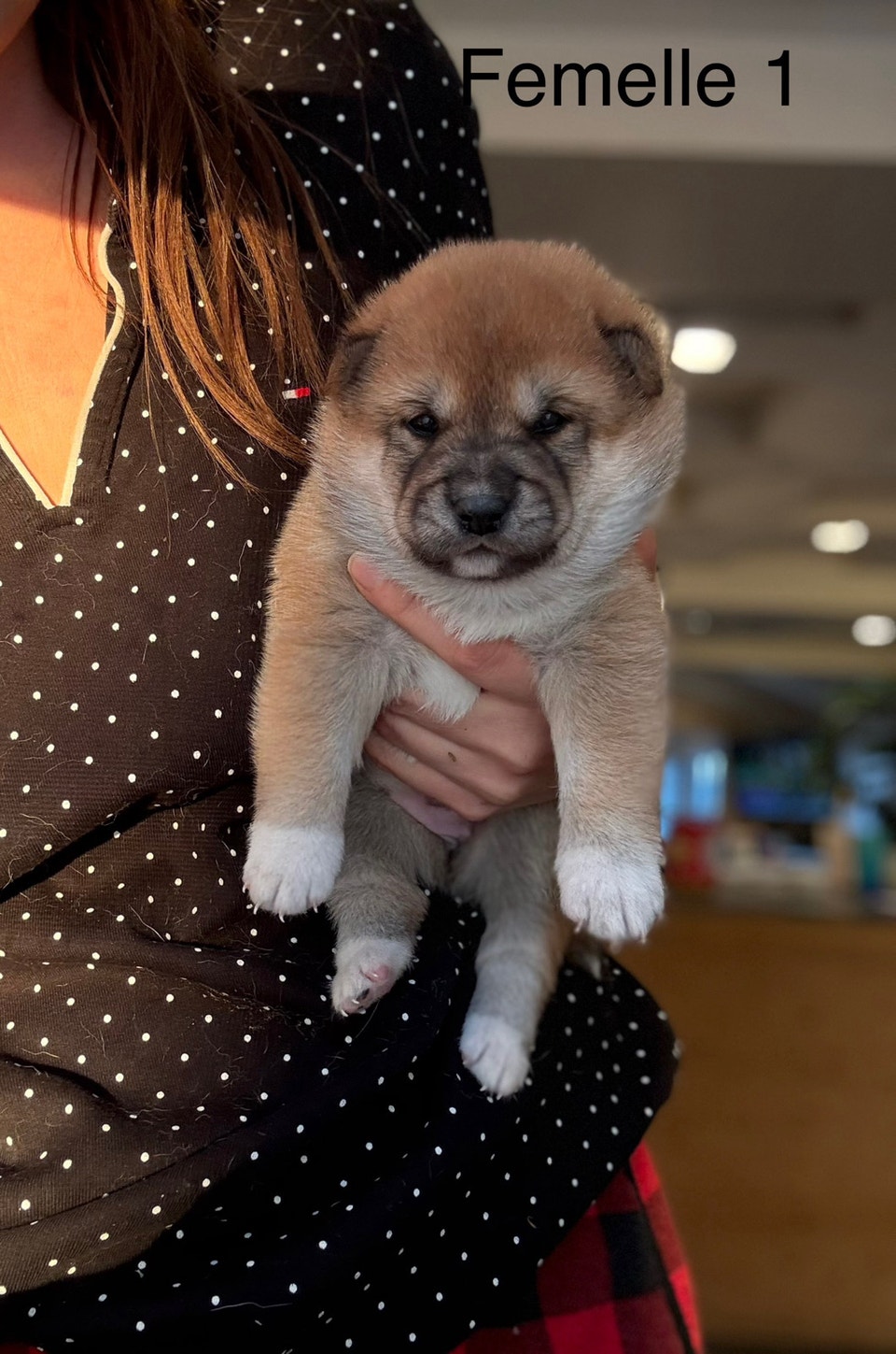 Chiot Shiba Inu puppies ! Pure race !! MICRO PUCÉ | Dogs & Puppies for ...