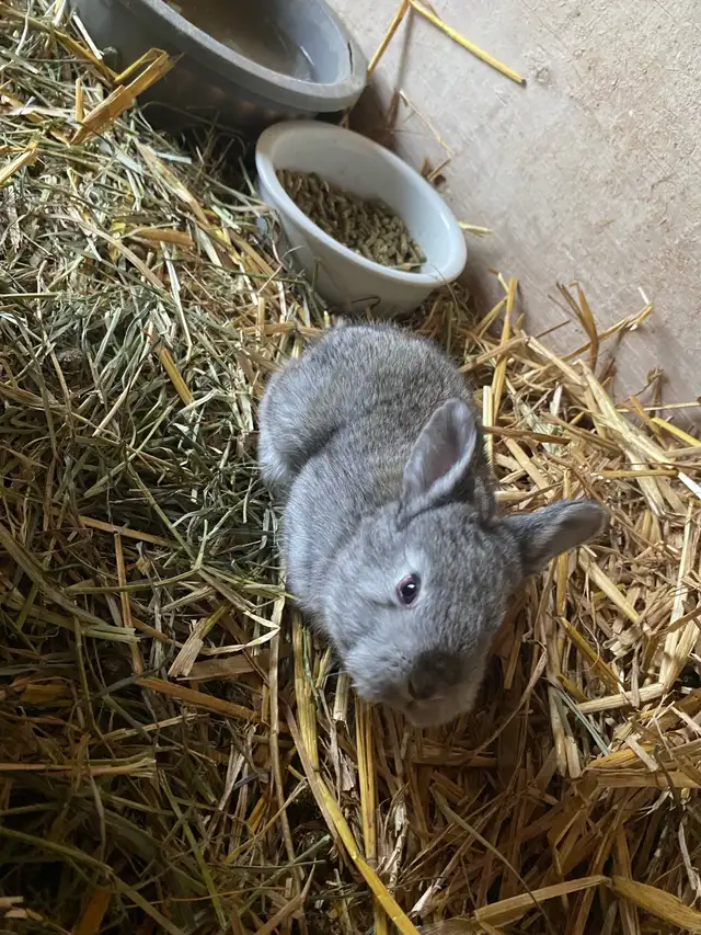giant Flemish / New Zealand rabbits | Small Animals for Rehoming ...