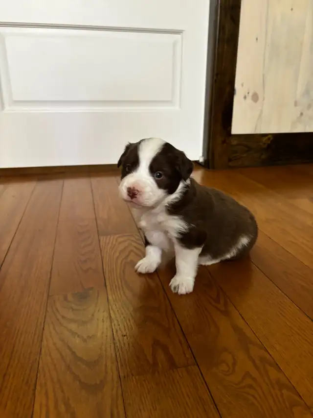 Berger Australien!!!!!!♥️ | Dogs & Puppies for Rehoming | Sherbrooke ...