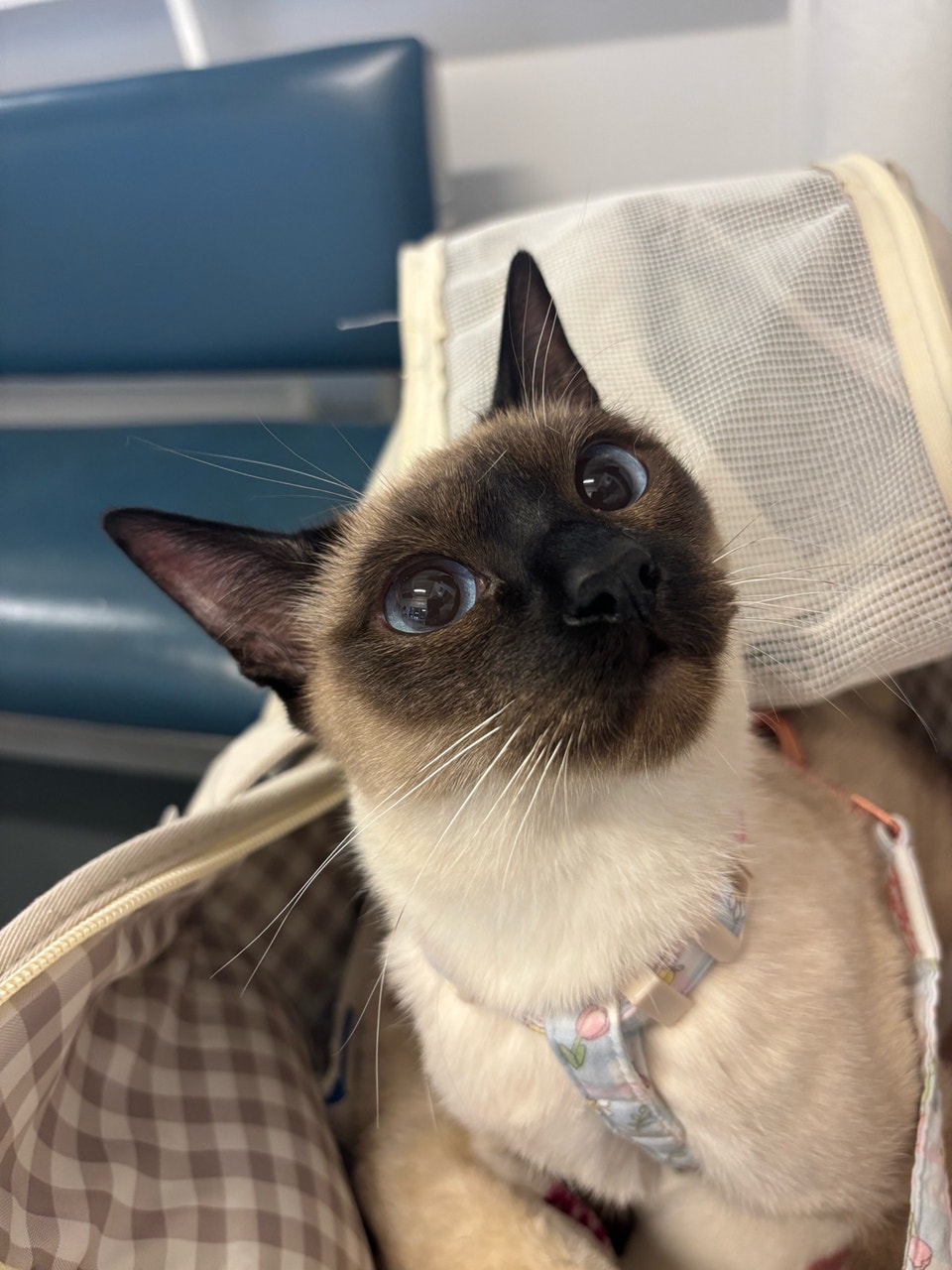Seal Point Siamese Female – 1 Year Old, Spayed | Cats & Kittens for ...